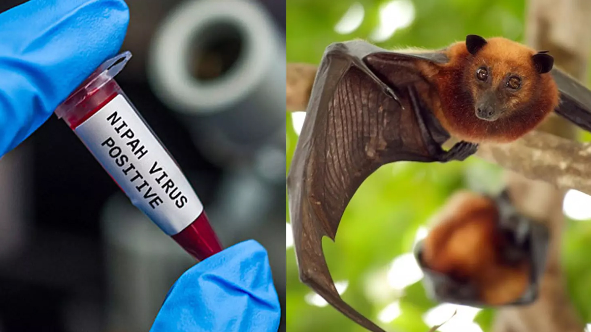 നിപ: കേന്ദ്ര മൃഗസംരക്ഷണ വകുപ്പിന്റെ വിദഗ്ധ സംഘം കോഴിക്കോടെത്തും ...